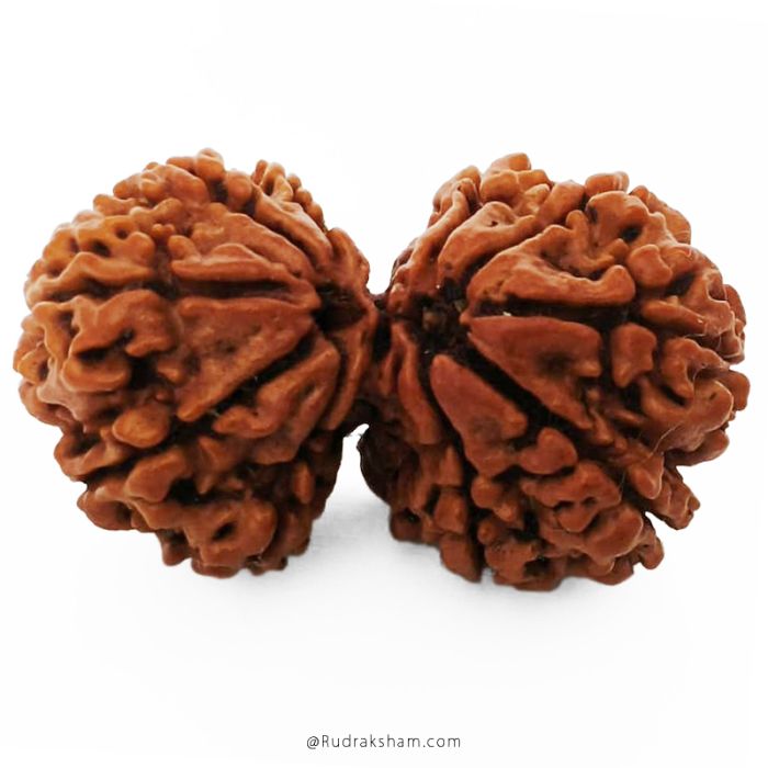(34.15mm) Gauri Shankar Rudraksha Bead | 10 Mukhi Gauri Shankar Rudrak ...