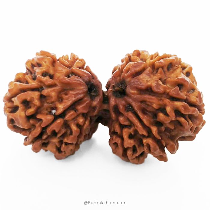 (35.80mm) Gauri Shankar Rudraksha Bead | 10 Mukhi Gauri Shankar Rudrak ...