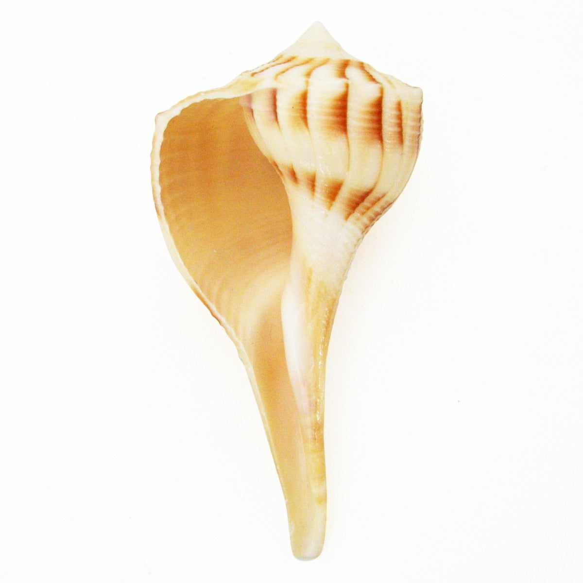 Right Hand Conch Shell, Dakshinavarti Shankh, Valampuri Conch Shell ...