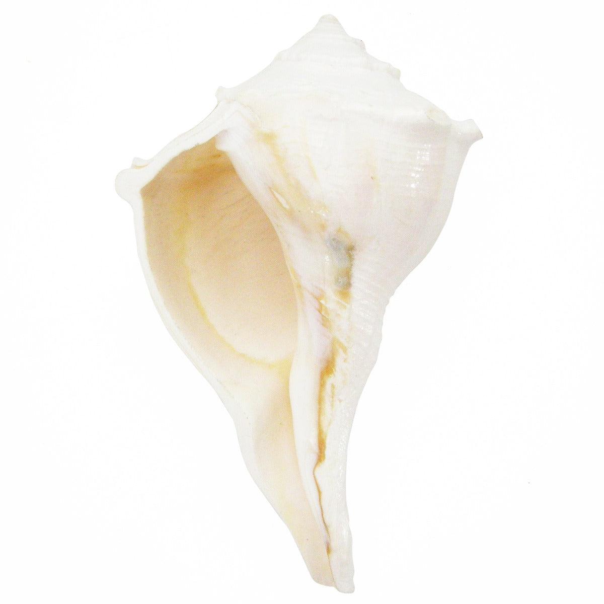 Right Hand Conch Shell Large, Natural Dakshinavarti Shankha - Shankh ...