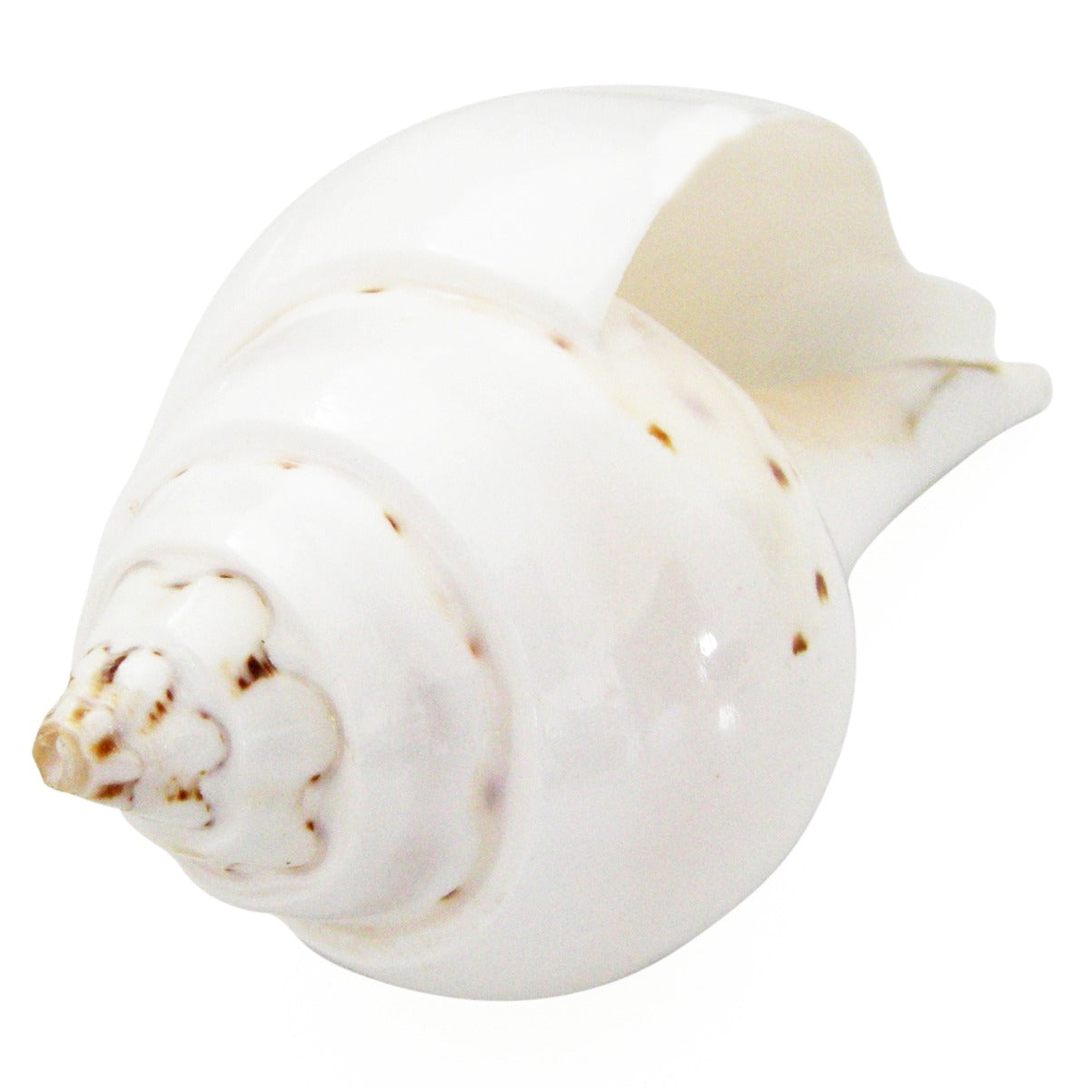 Natural Jal Shankh, Vamavarti Shankha Large, Left handed Conch shell ...