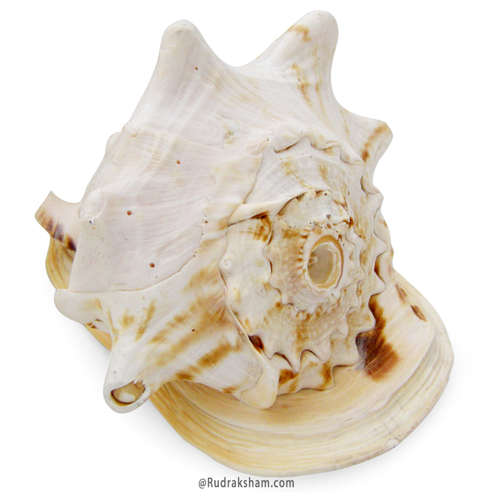 Gaumukhi Shankh - Gaumukhi Conch Shell, Panchmukhi (five faced) Shankh ...
