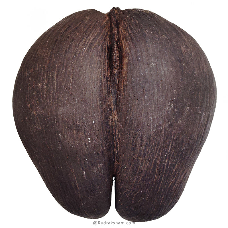 Khappar / Original Coconut Kamandal / Natural Pair Khappar - Kamandalu ...