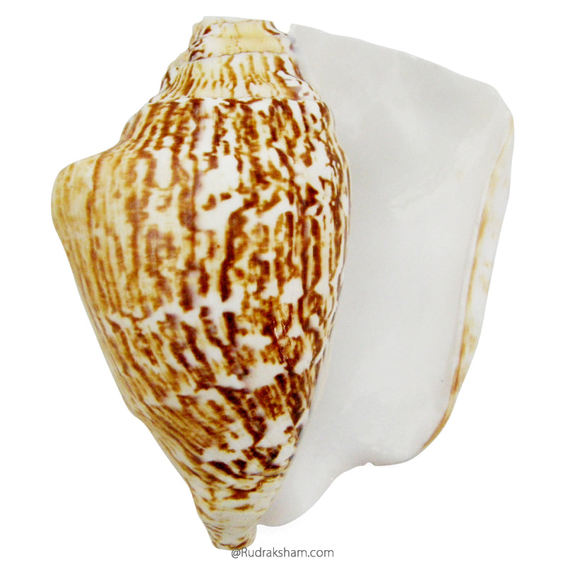 Vamavarti Shankh, Natural Blowing Left Hand Conch Shell, Sankh-Shankha ...