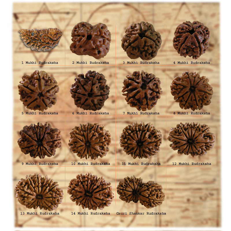 Rudraksha/Rudraksha Mala – Rudraksham